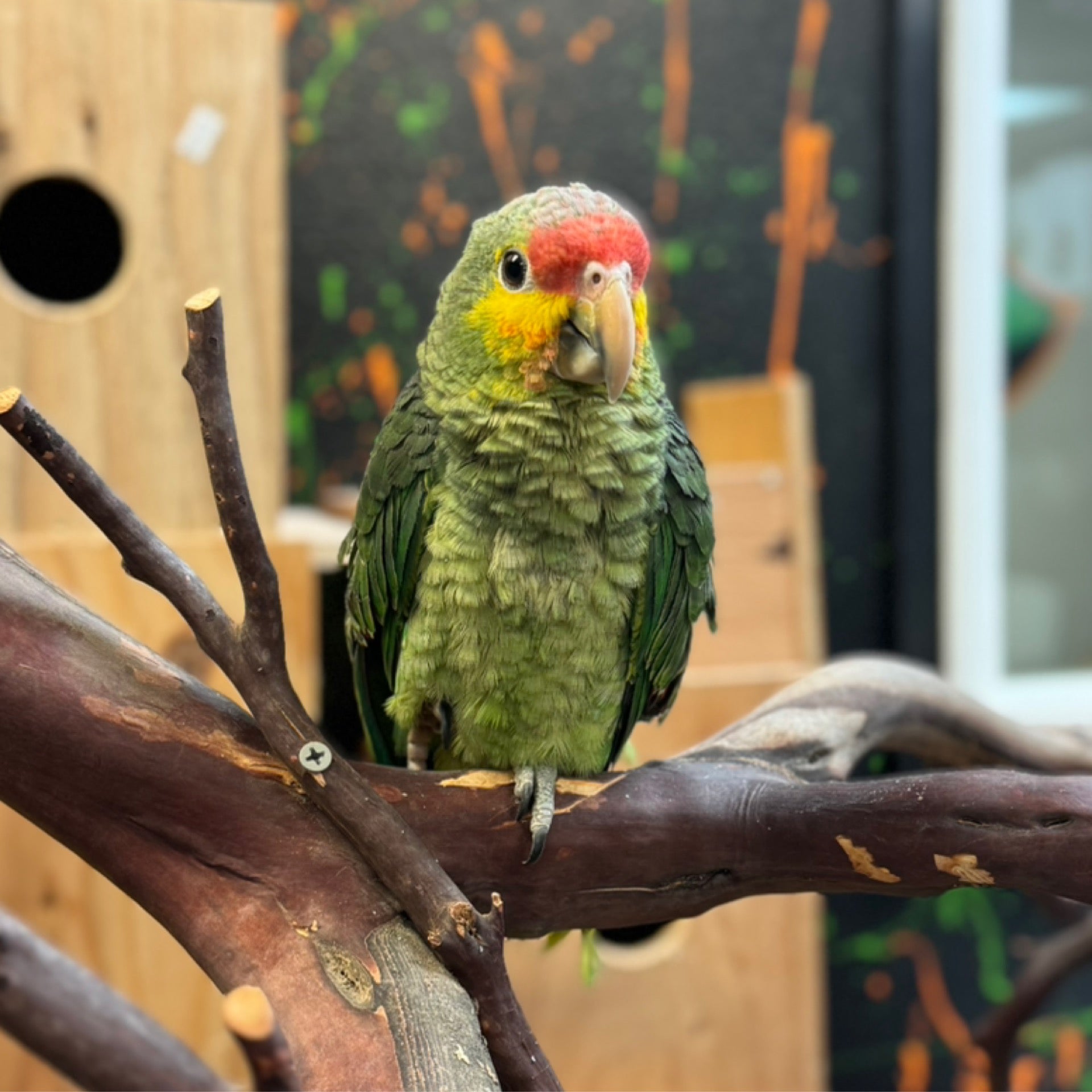 Amazon red lored | Plus Pet Supplies
